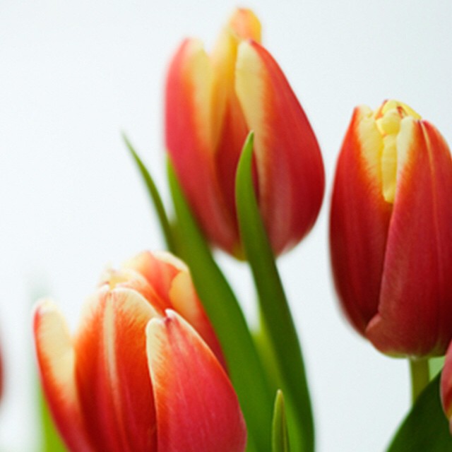 @Canon: Roses are red, violets are blue, share your #flower photography ...