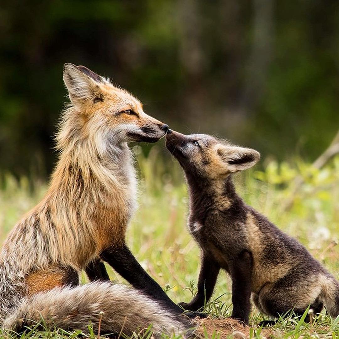 @Canon: This adorable #fox photo just melts our hearts! Thanks # ...
