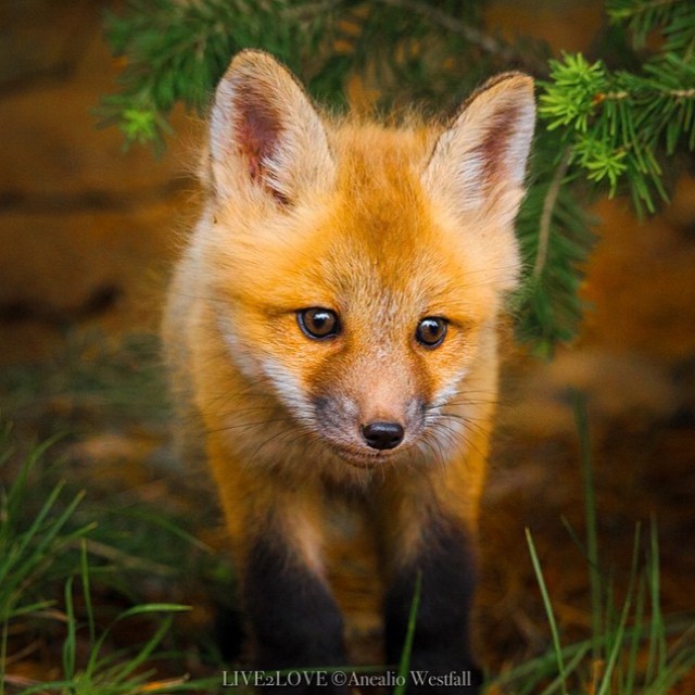 @Canon: Thanks #TeamCanon fan @live2lovephoto for snapping this ...