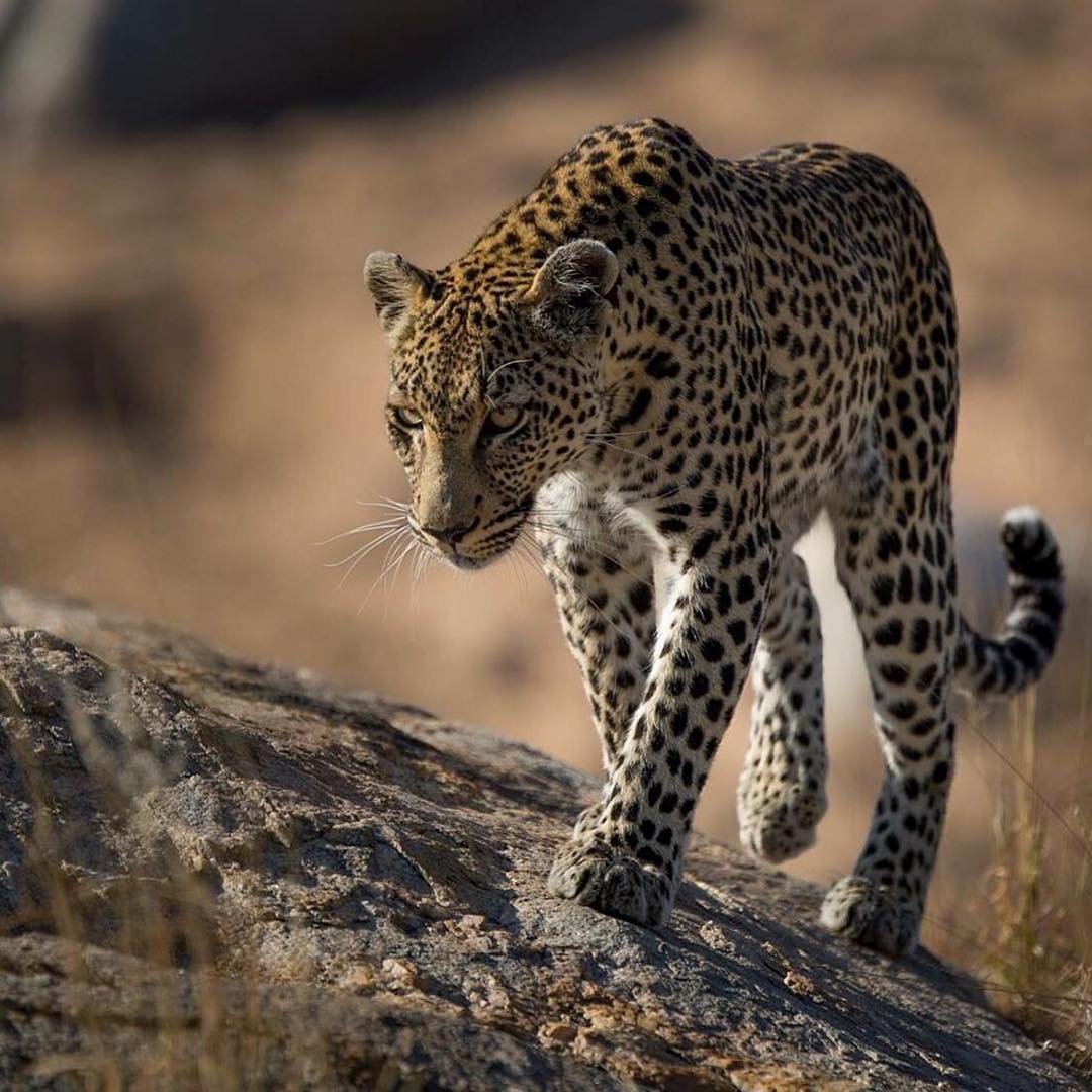 @Canon: We love this beautifully detailed #leopard photo! Thanks # ...