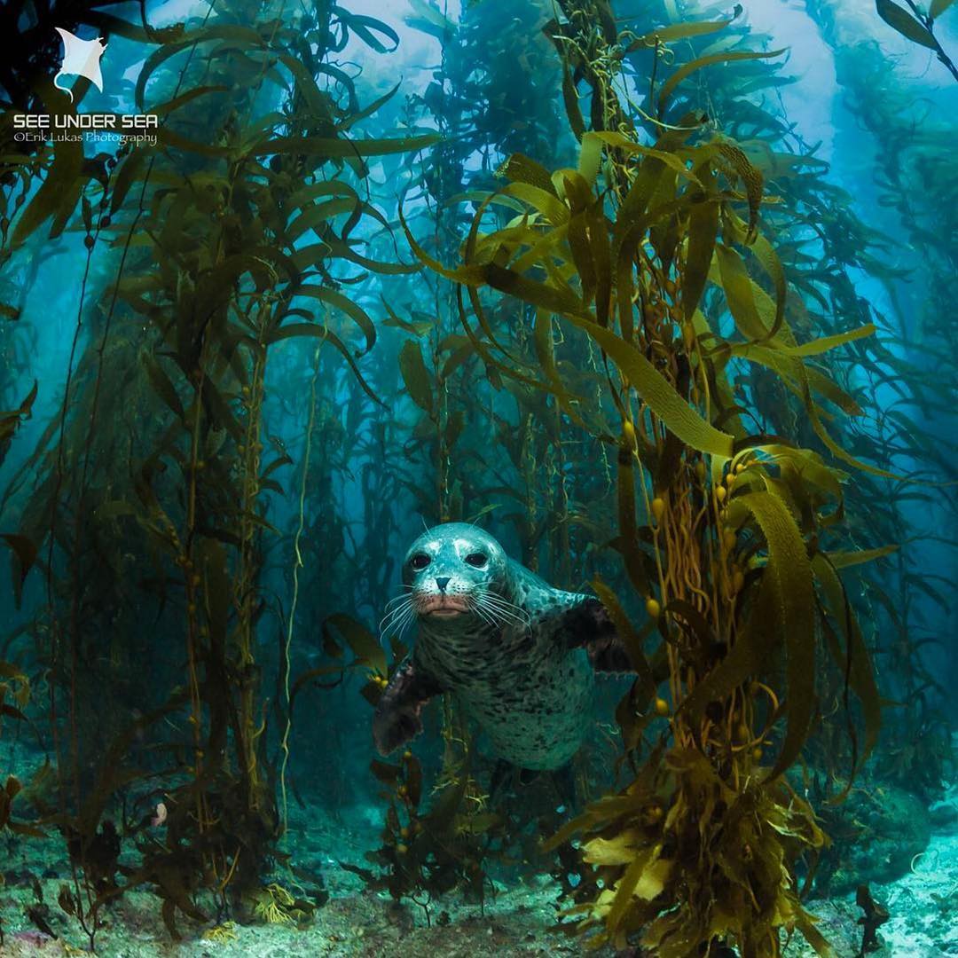 @Canon: Amazing #underwater photo! Brought to you by #TeamCanon fan @seeundersea: “This ...