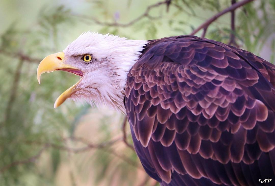 @Canon: "Bald Eagle, one of two that were rescued here in Arizona ...