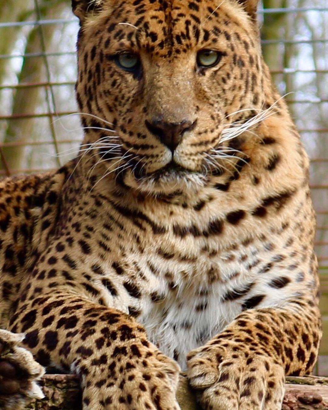 @Canon: "A young #leopard poses for a stunning photo while relaxing on ...