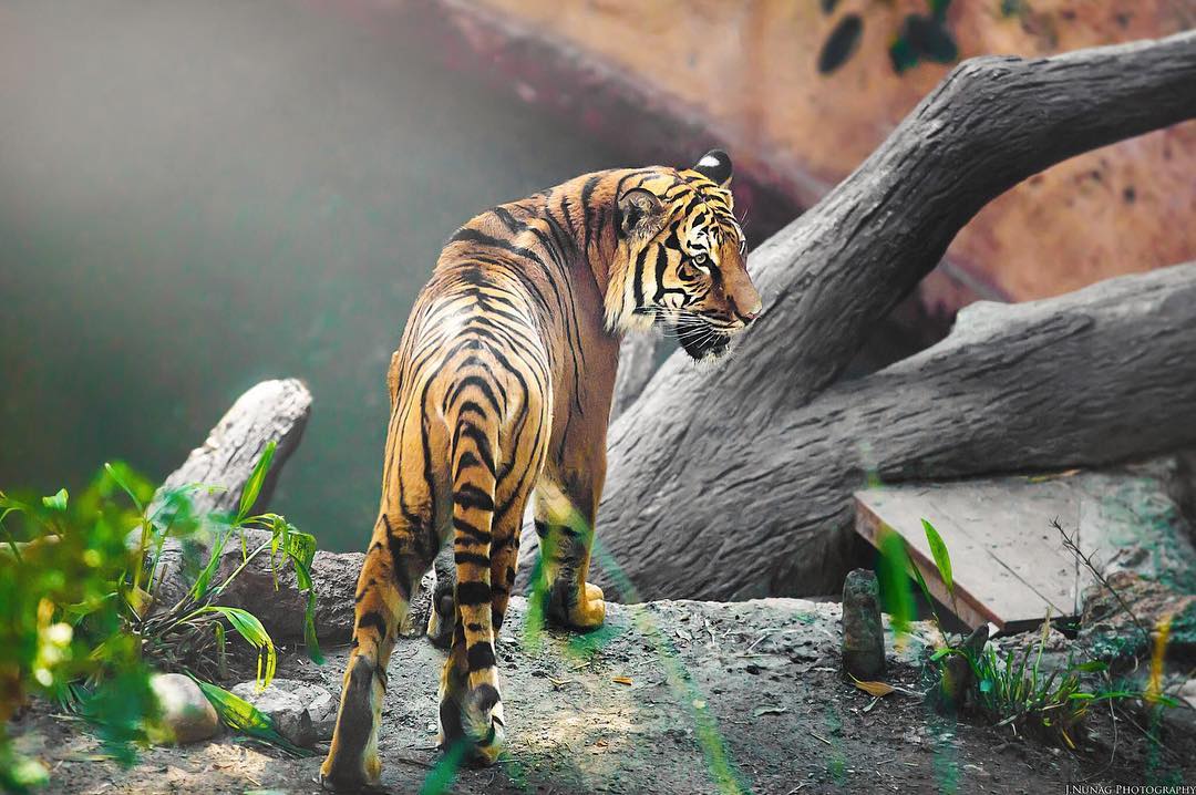 @Canon: "The graceful stride of the #tiger. With a lot of patience, and ...