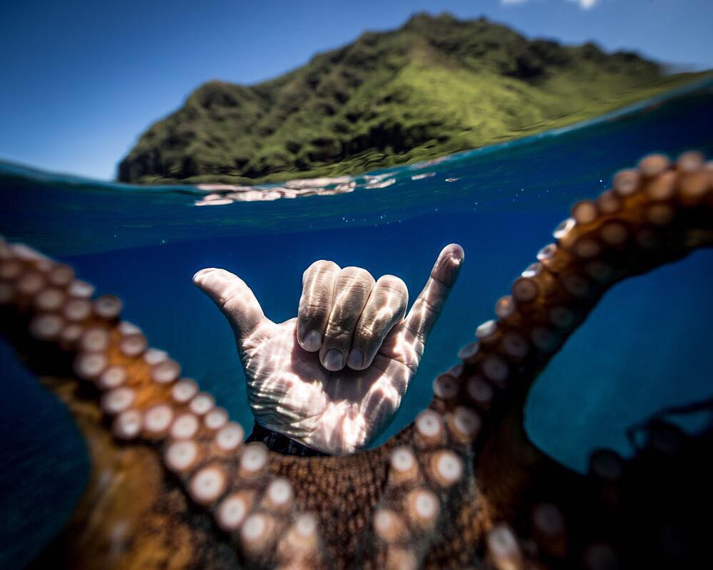 @Canon: "A 'Tako' (octopus) in Hawaii decided to latch on my camera ...