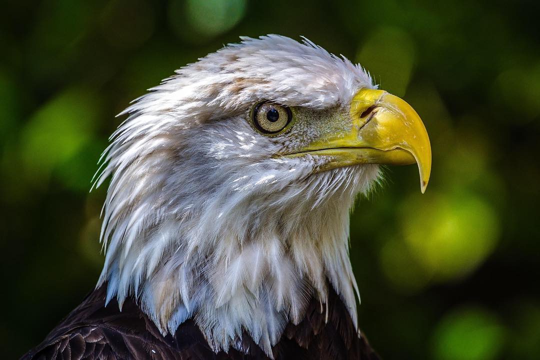 @Canon: "I believe every animal has its own personality and this bald eagle isn't the ex ...