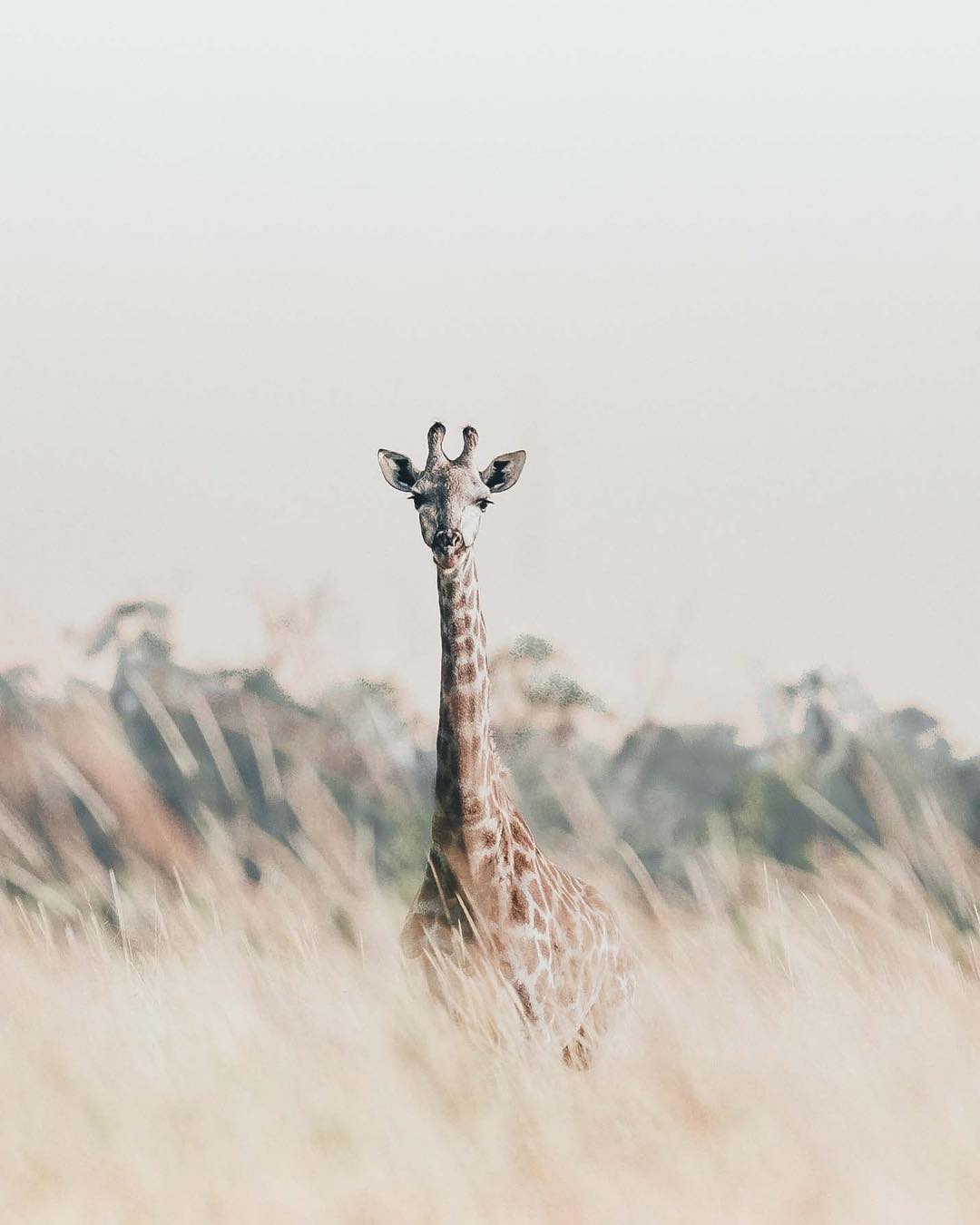 @Canon Photography: Guys, @pie_aerts back here. I’d love to throw in a ...