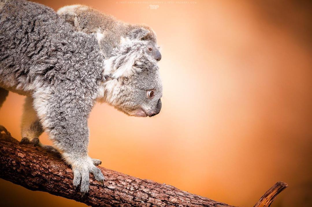 @Canon: "Unforgettable moment seeing this baby Koala being carried from ...