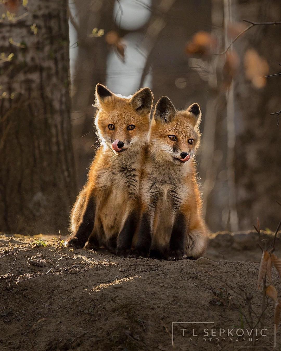@Canon: "Watching these two fox kits interact melted my heart. They ...