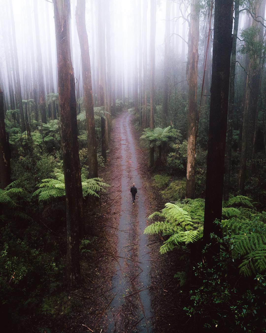 @Canon Photography: One of Australia’s most famous forest! Do you know ...