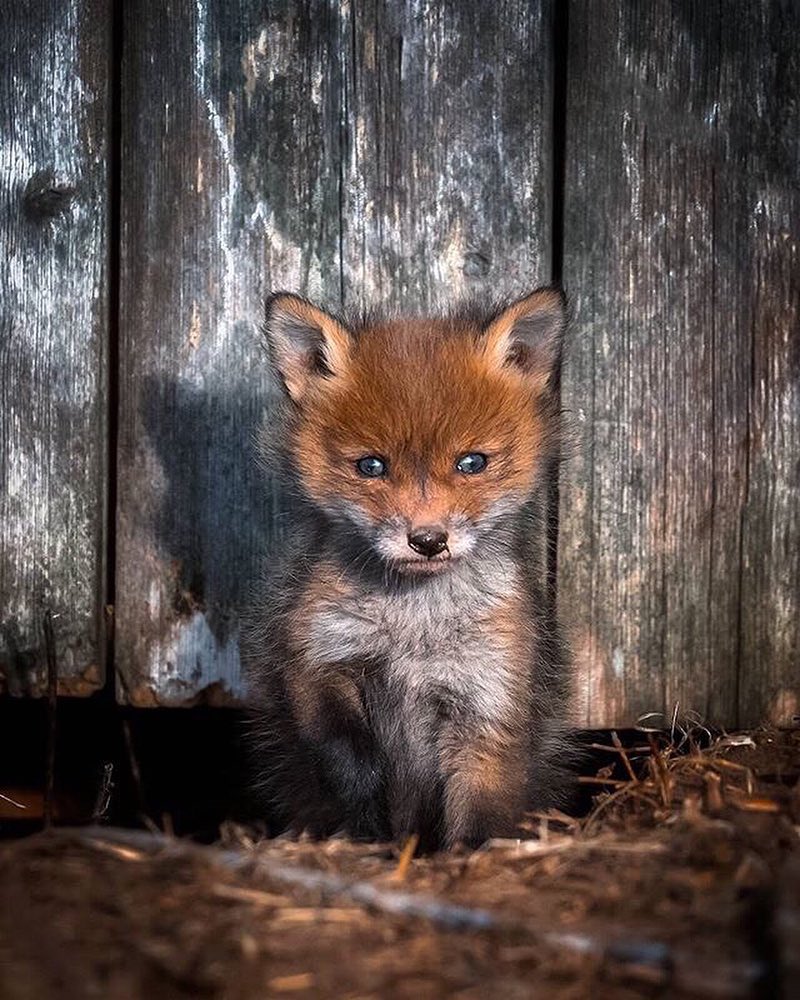 @Canon Photography: Rate the cuteness factor of this little baby fox. 1 ...