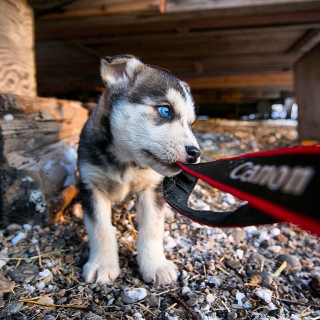 @Canon: Dogs can be part of #TeamCanon too! Thanks @wilderphoto for ...