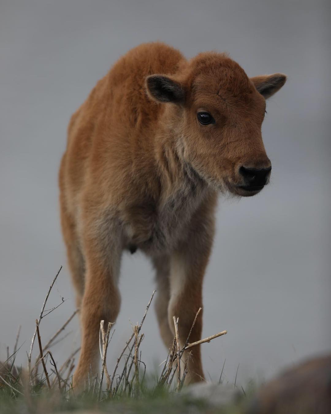 @Canon: From high-resolution stills to 4K video, the EOS 5D Mark IV ...