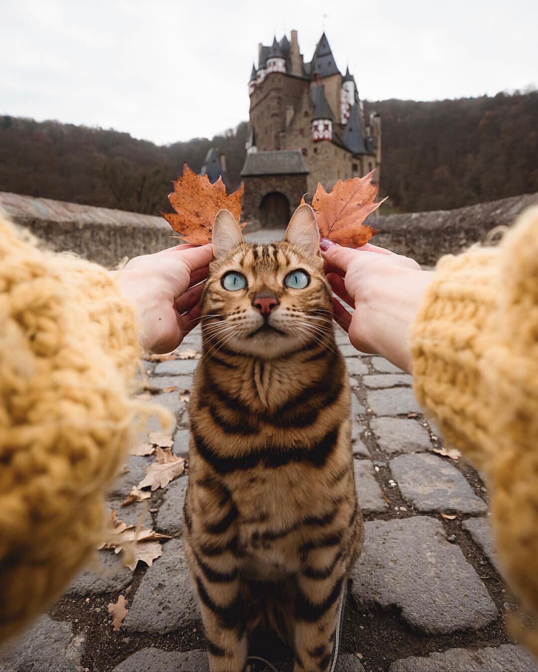 @Canon Photography: The coolest cat on Instagram at one of the coolest ...