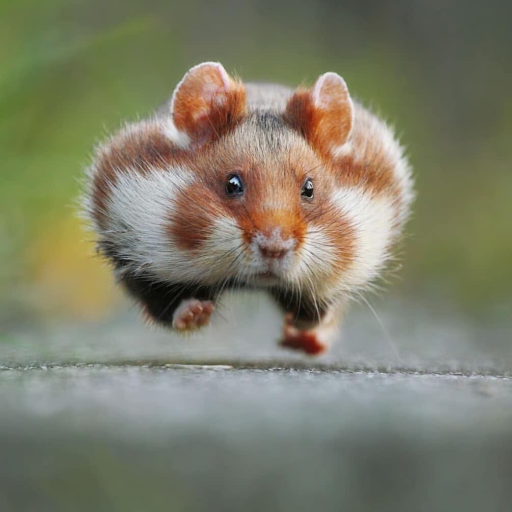 Canon Photography: On a scale of 1-10, how cute is this running hamster ...