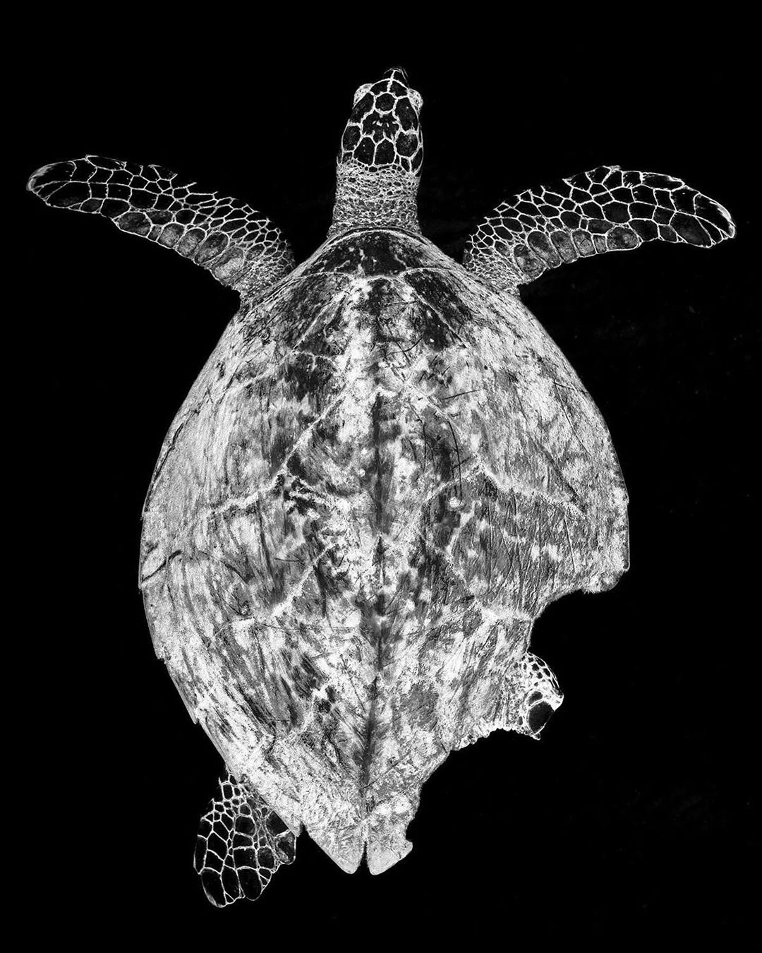 Canon Photography: @jordan_robins // ‘Resilience’. From the day a Sea ...