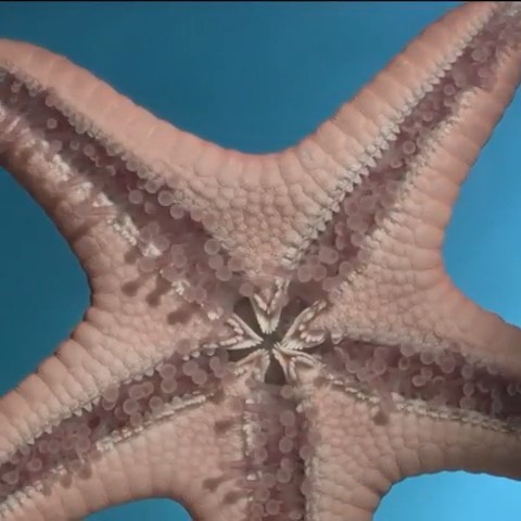 Canon Photography: Meet #SpongeBob's real-life best friend Patrick ...