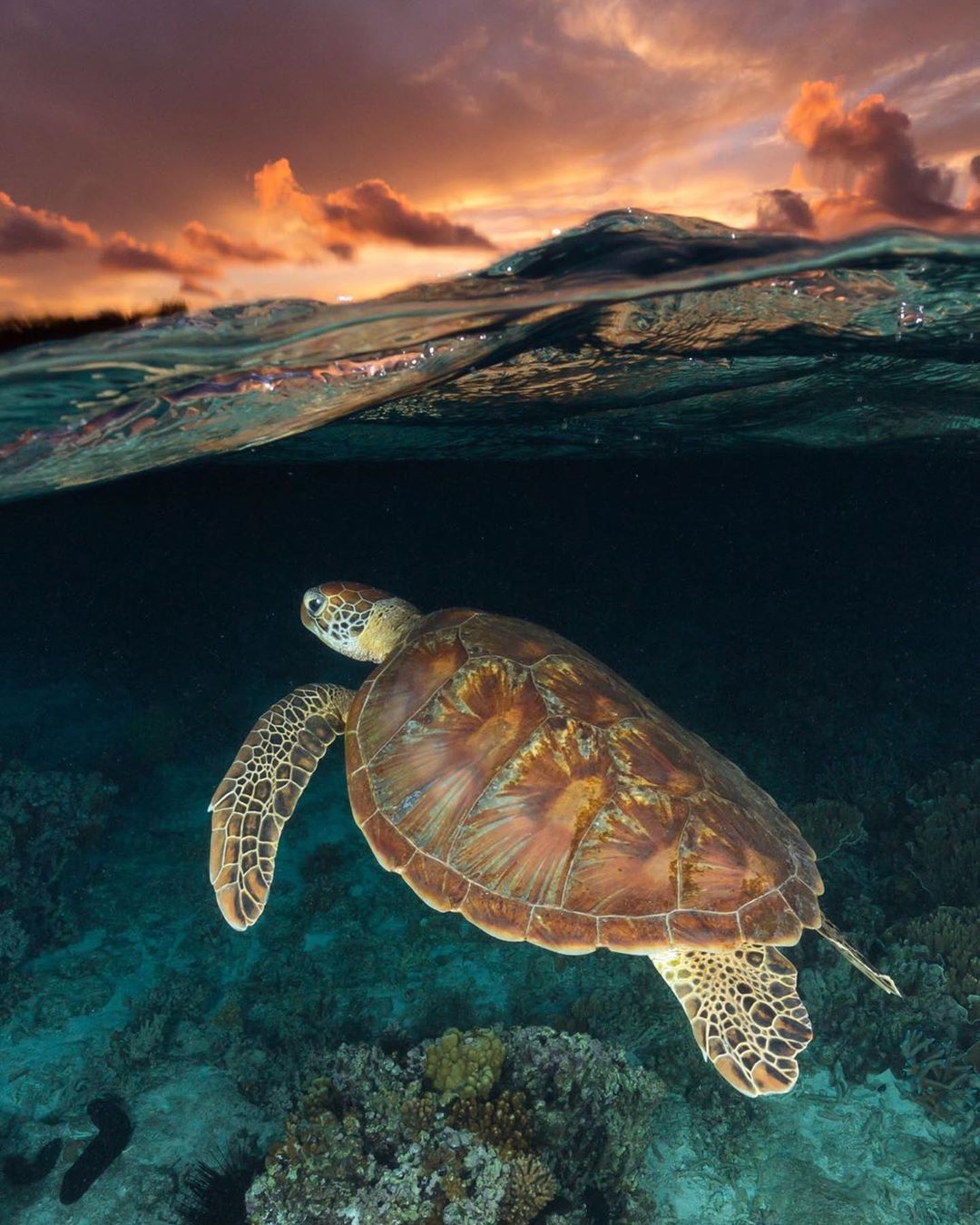 Canon Photography: @jordan_robins takes so many stunning over-under ...