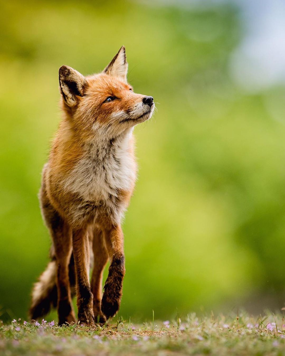Canon Photography: @seanweeklywildlife // A beautiful Red Fox Vixen ...
