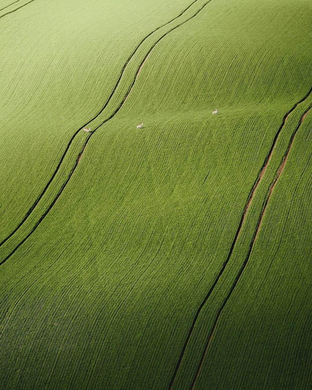 Canon Photography: Details and textures. Some deer running through the ...