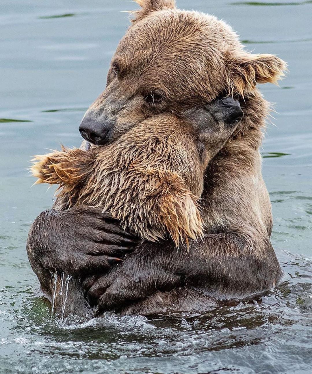 Canon Photography: Big bear hugs. Awesome capture by @glenalsworthjr_ # ...