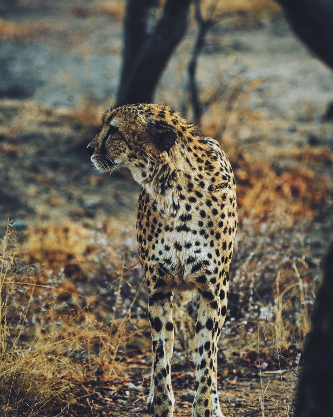 Canon Photography: @dpc_photography_ // What an incredible encounter ...