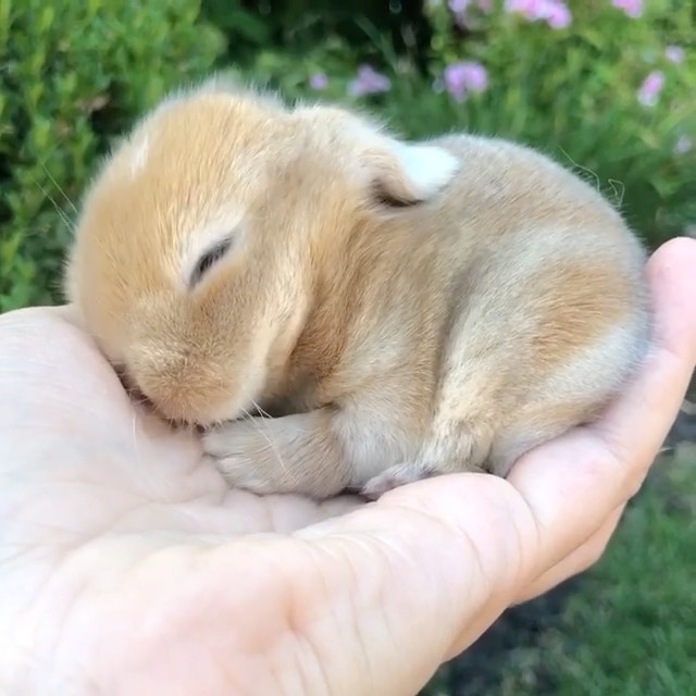 Canon Photography: OMG! An 11 days old baby rabbit. Incredibly adorable ...