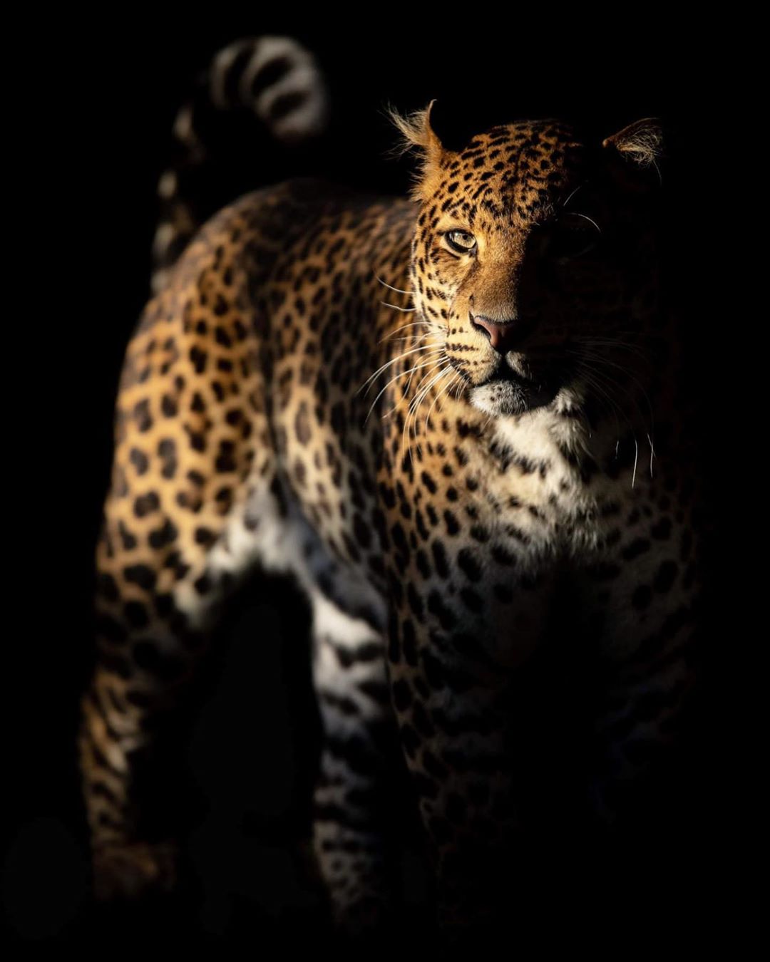 Canon Photography: With less than 70 left in the wild, Amur leopards ...