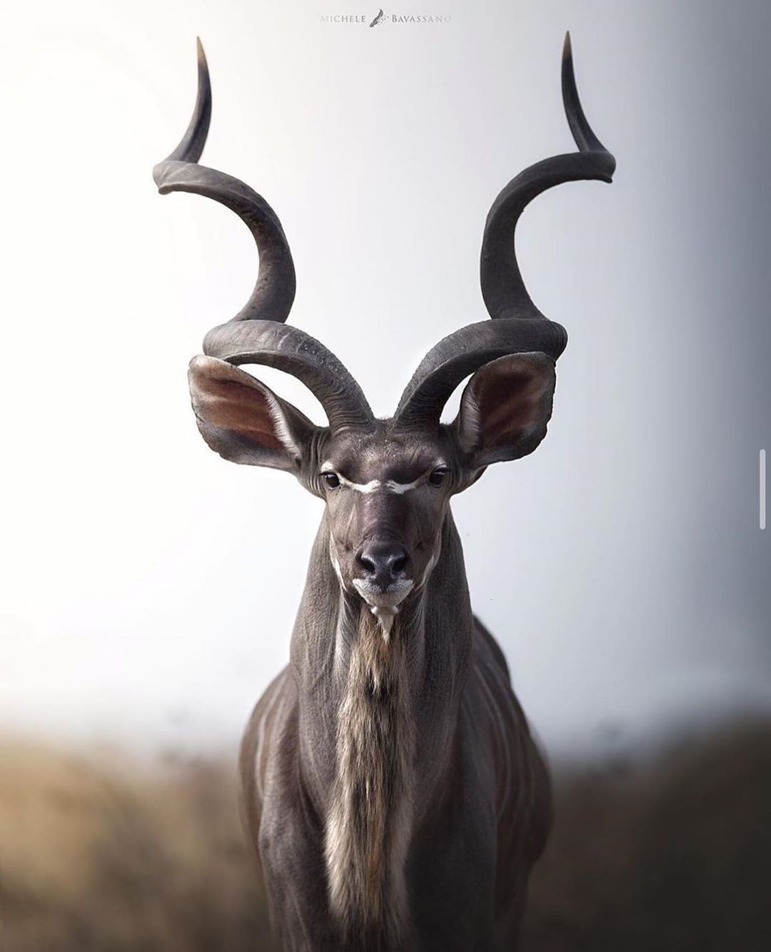 Canon Photography: Stunning portrait of this Greater Kudu Photography ...