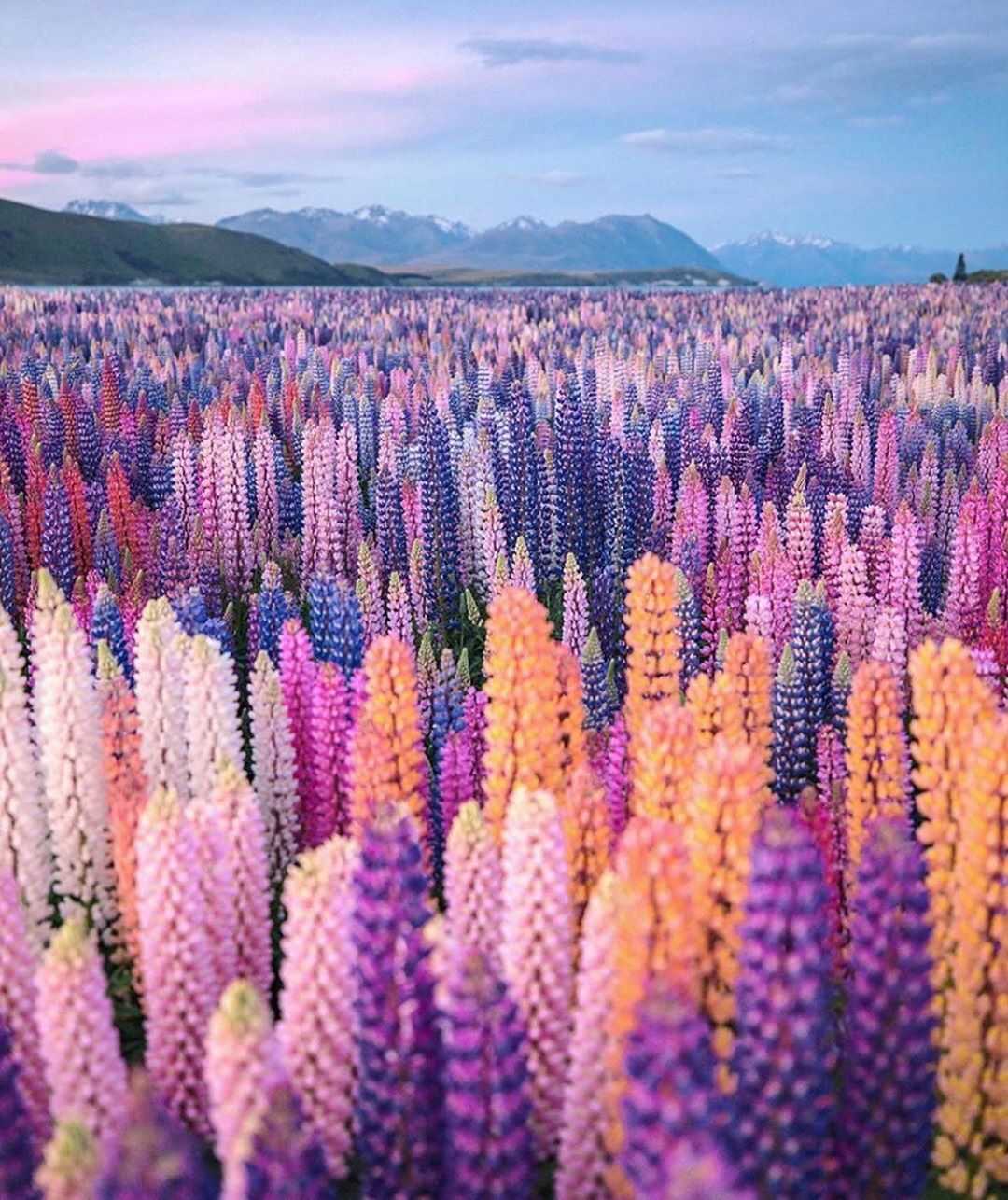 Canon Photography: Spring time in New Zealand Photography | @wilderness ...
