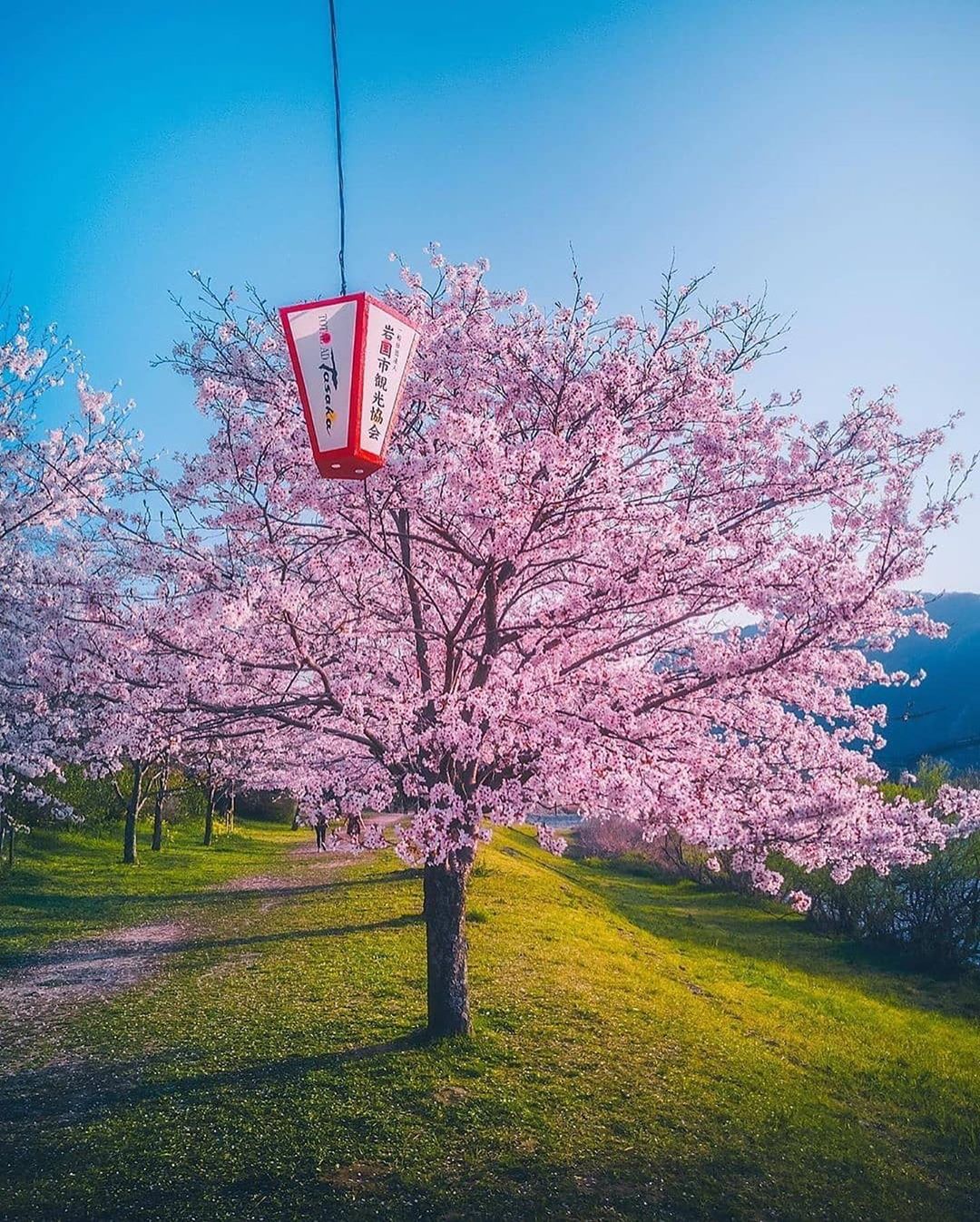 Canon Photography: The Japanese Sakura Photography | @cumacevikphoto ...