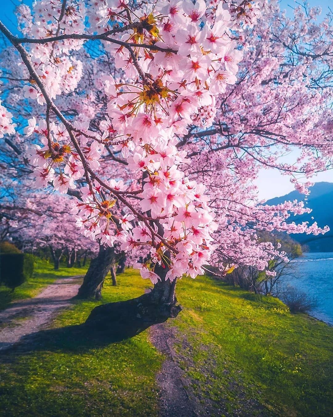 Canon Photography: The Japanese Sakura Photography | @cumacevikphoto ...