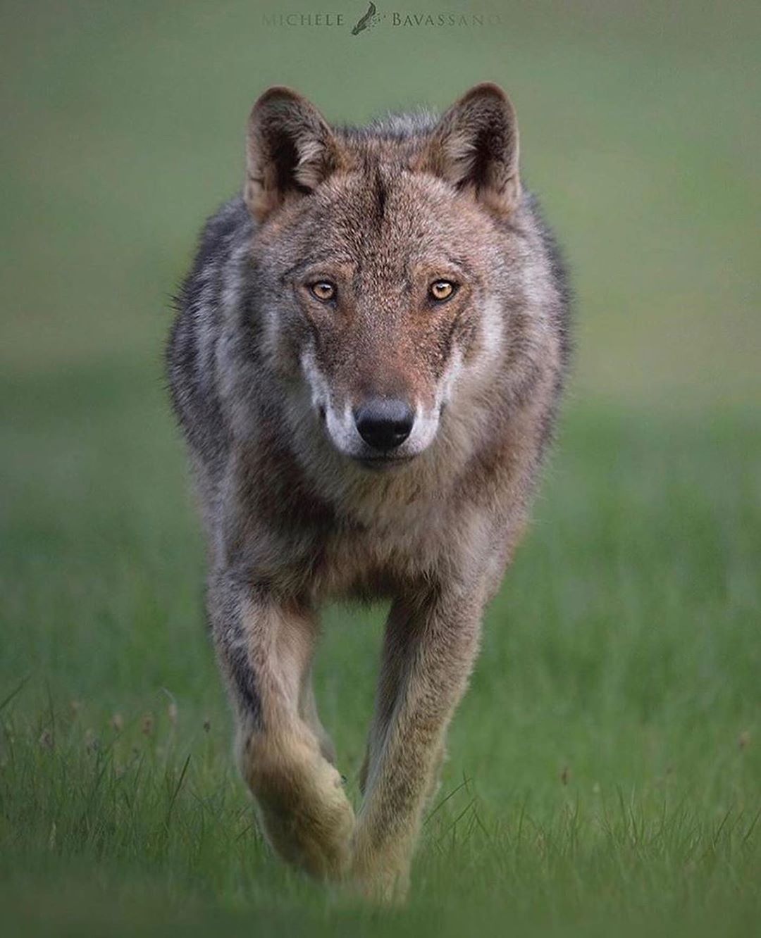 Canon Photography: Some stunning wildlife portraits. Photography ...