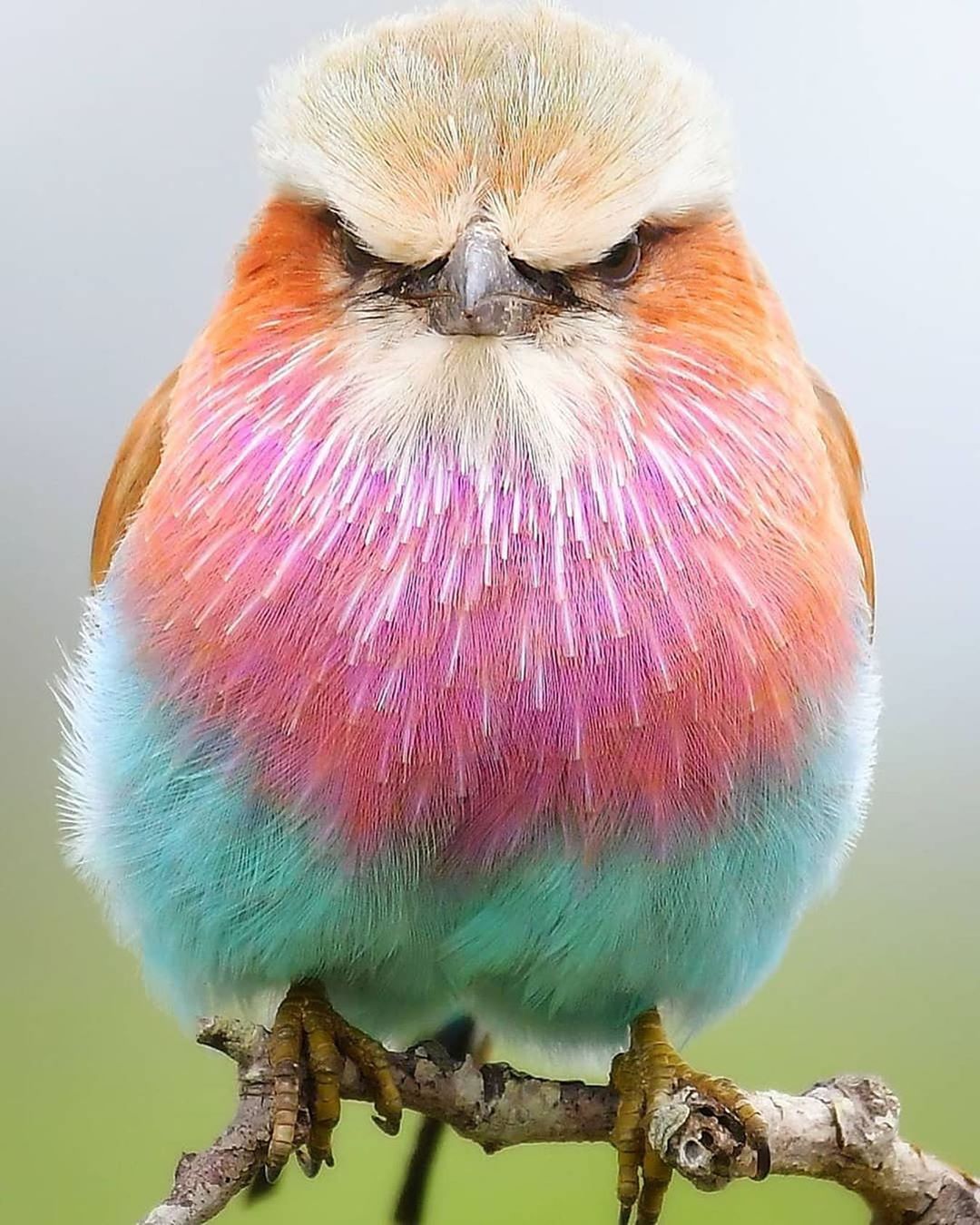 Canon Photography: That’s one angry looking bird Photography ...