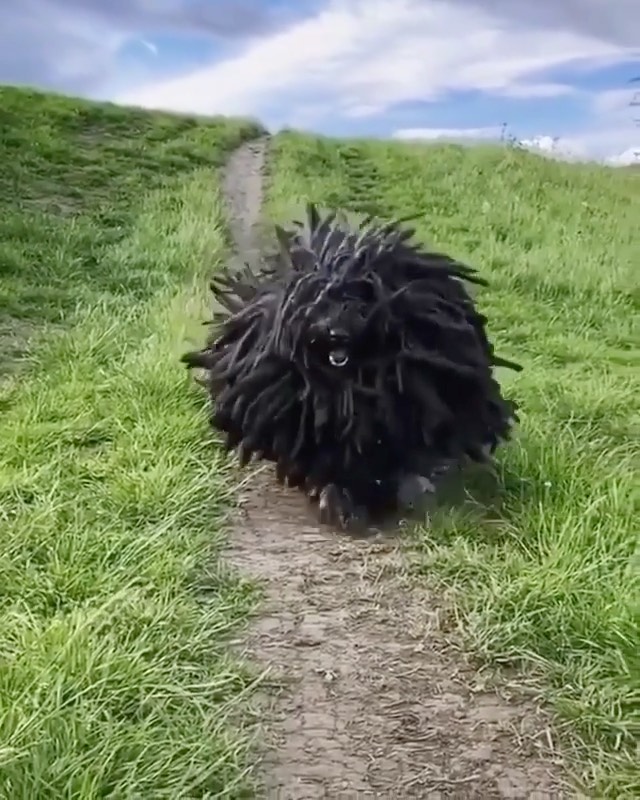 Canon Photography: Yes, that’s a dog Videography // @the.dreadlock.dog ...