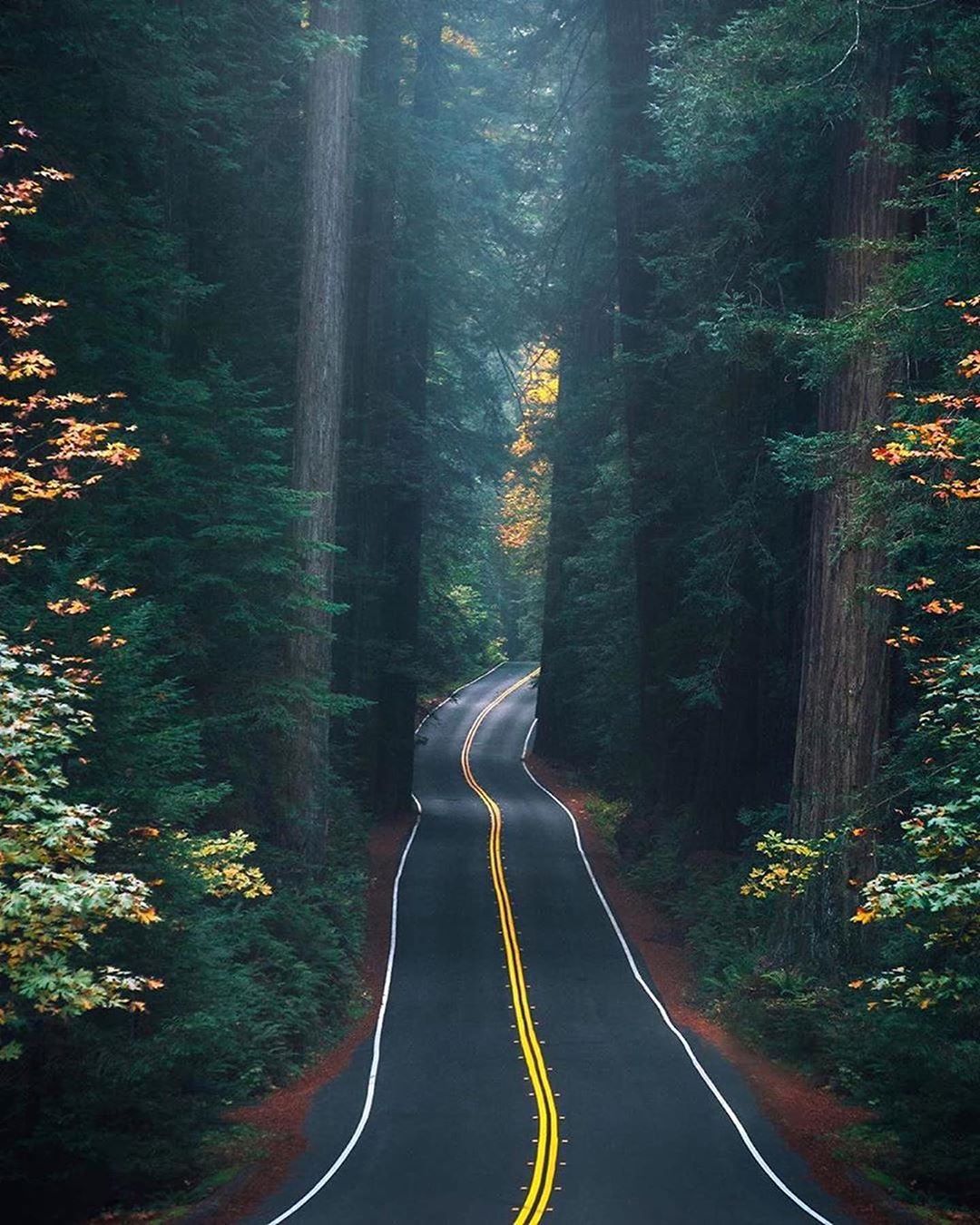 Canon Photography: Wonderful moody forest imagery Photography // @karl ...