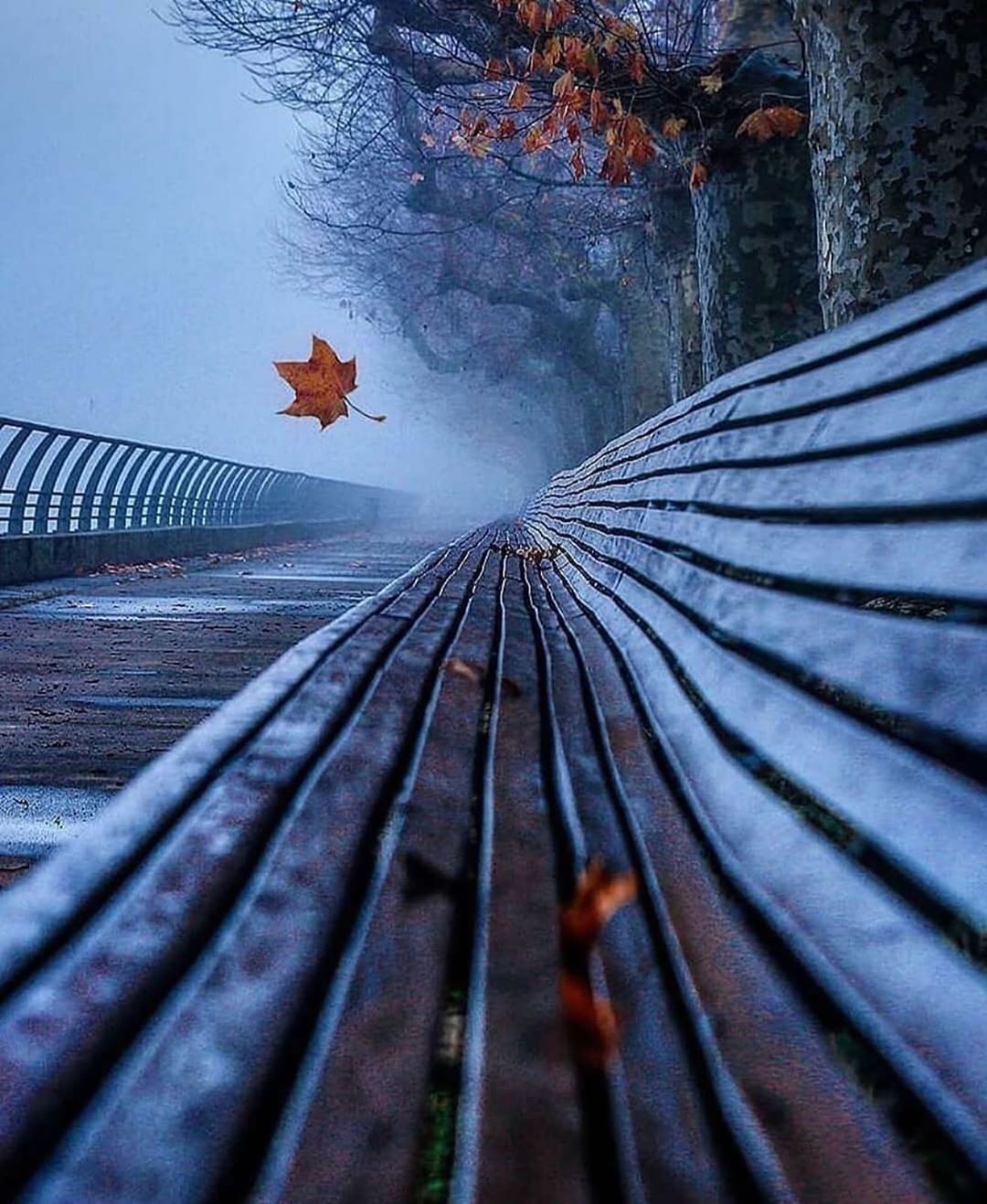 Canon Photography: Frosty autumn mornings Photography // @luisvaladares ...