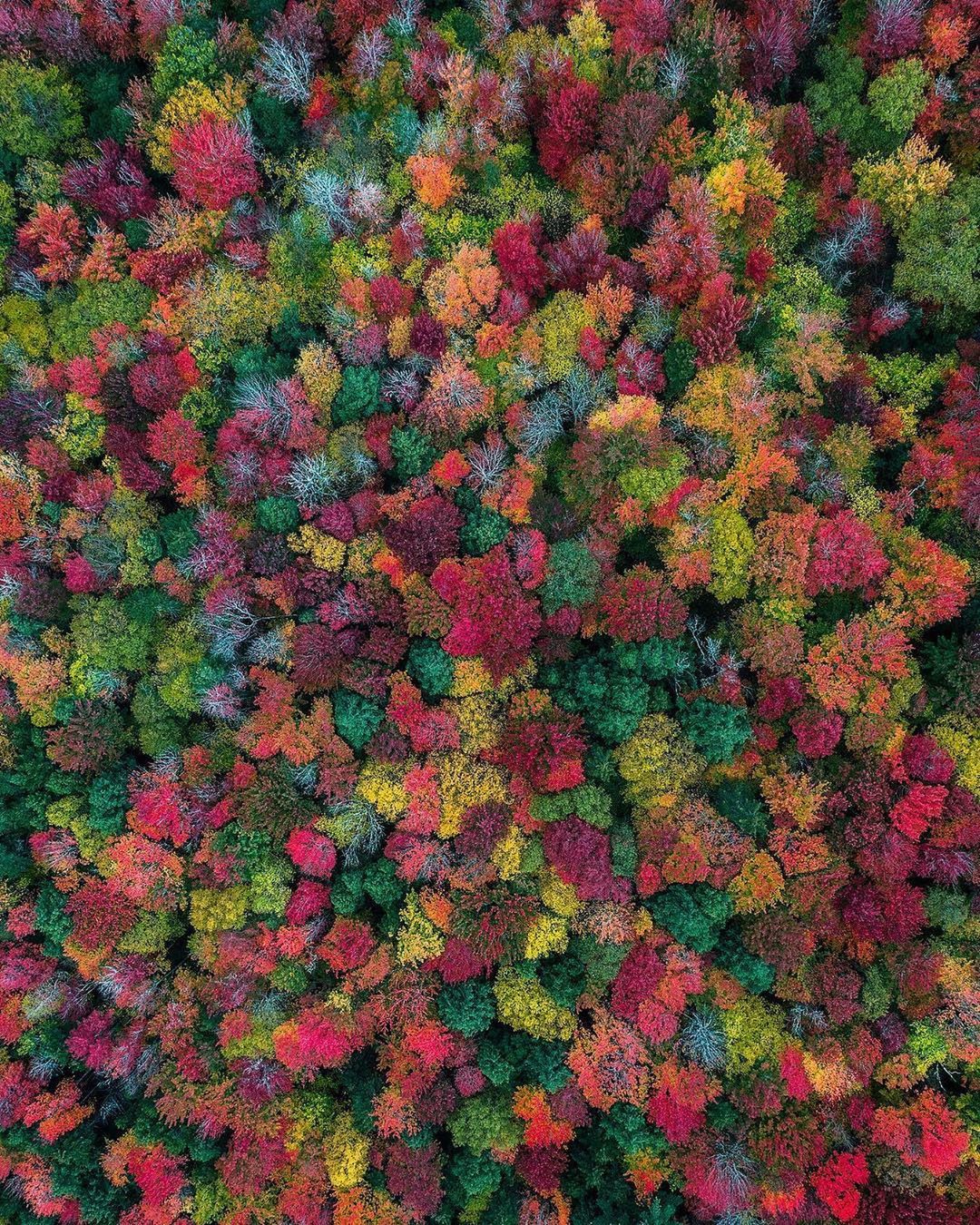 Canon Photography: Aerial fall foliage Photography // @michaelmatti ...