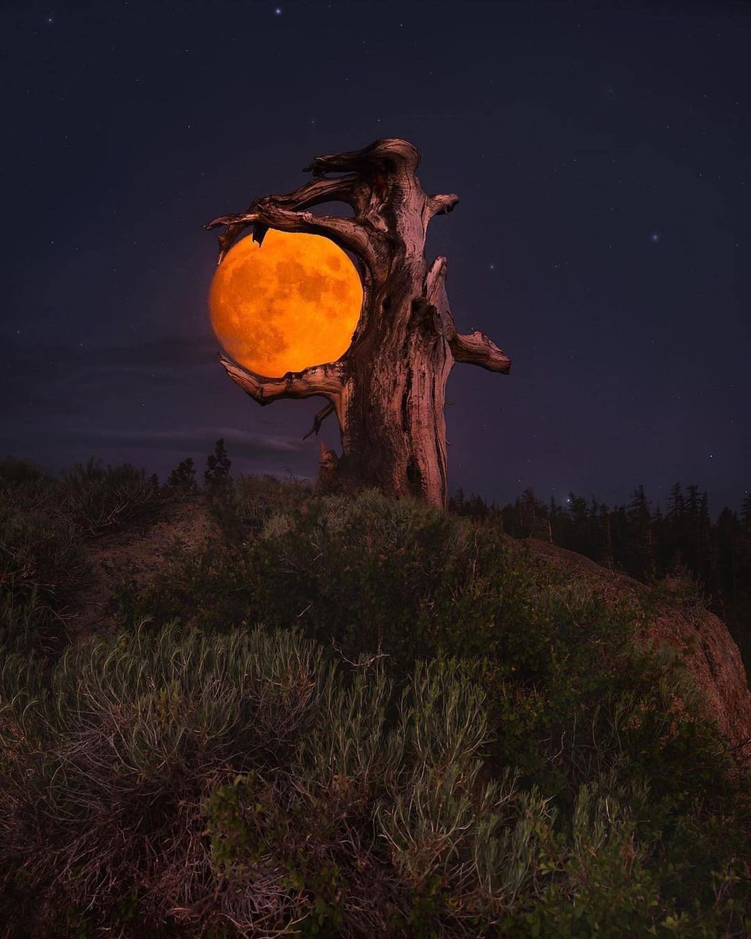 Canon Photography: Trees holding the moon Photography // @a_guy_named ...