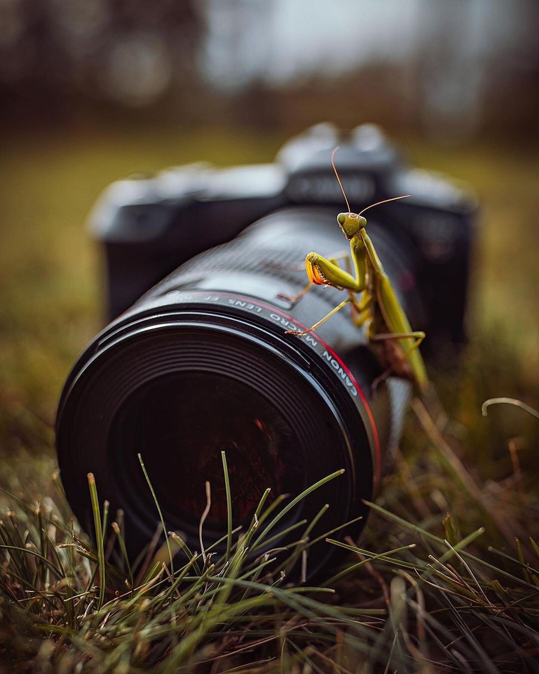 Canon Photography: An unusual but striking model for this photo shoot ...