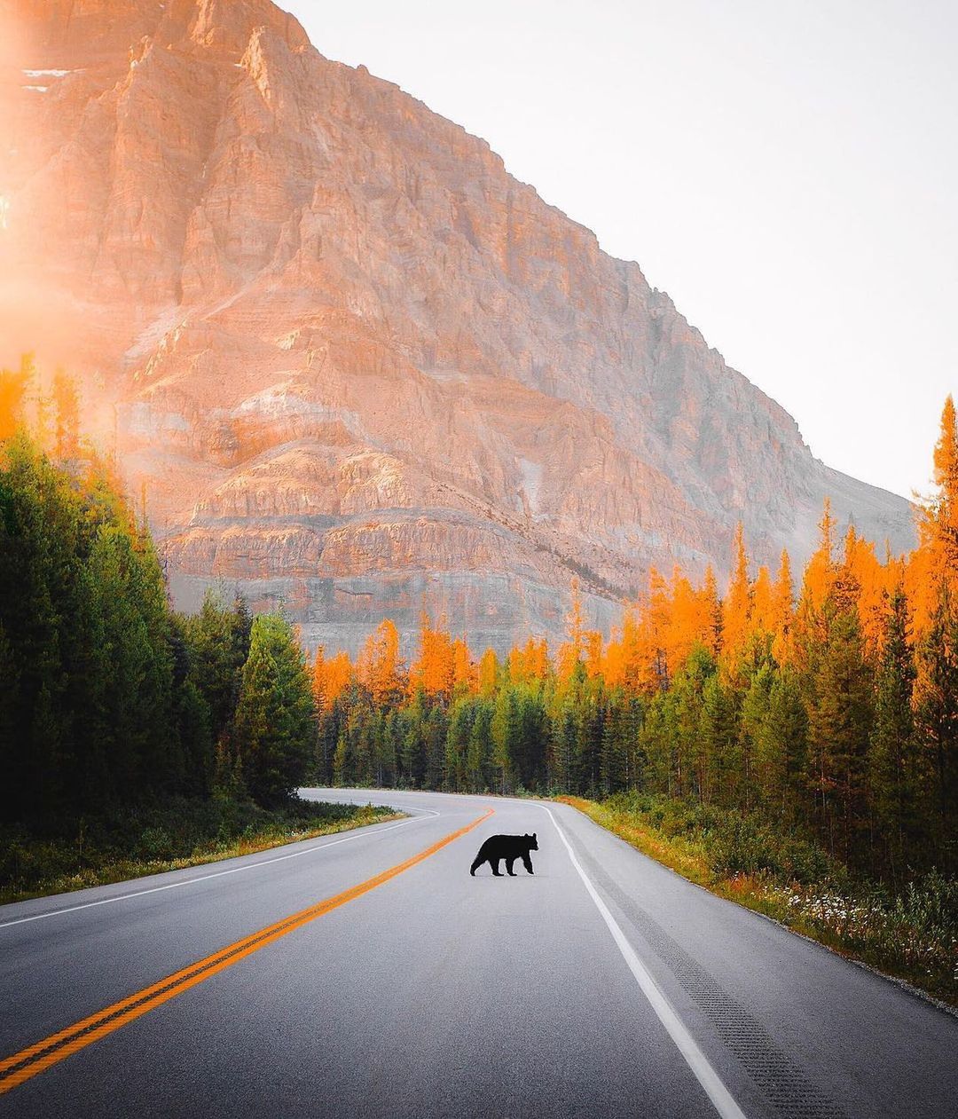 Canon Photography: Why did the bear cross the road? Photography ...
