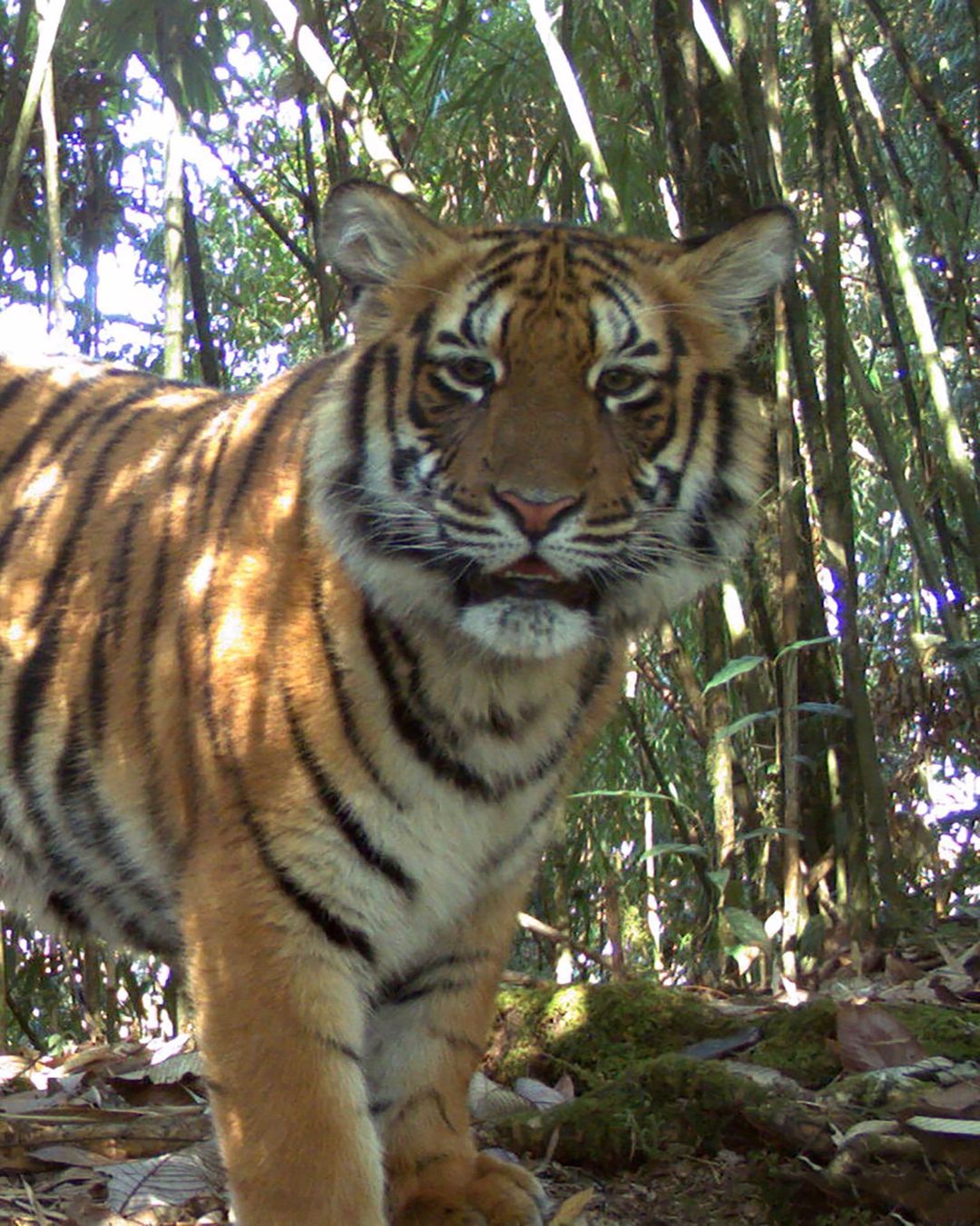KENZO: THURSDAY TIGERS Meet Rewa, a sign of hope for tigers in Bhutan ...