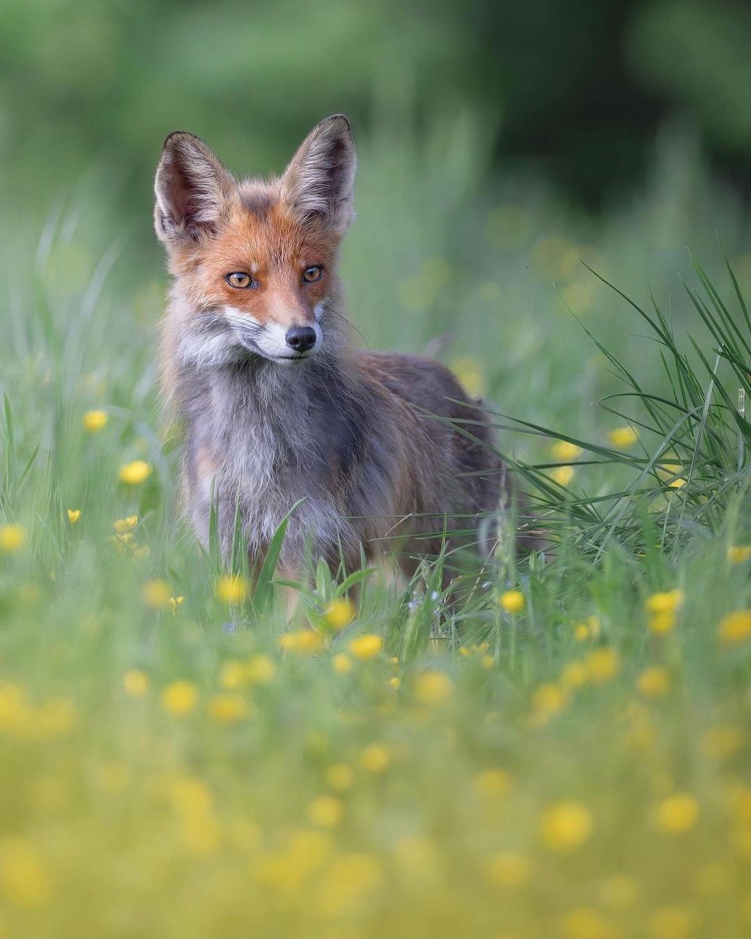 Canon Photography: Fox’s captured in the polish spring Photography by ...