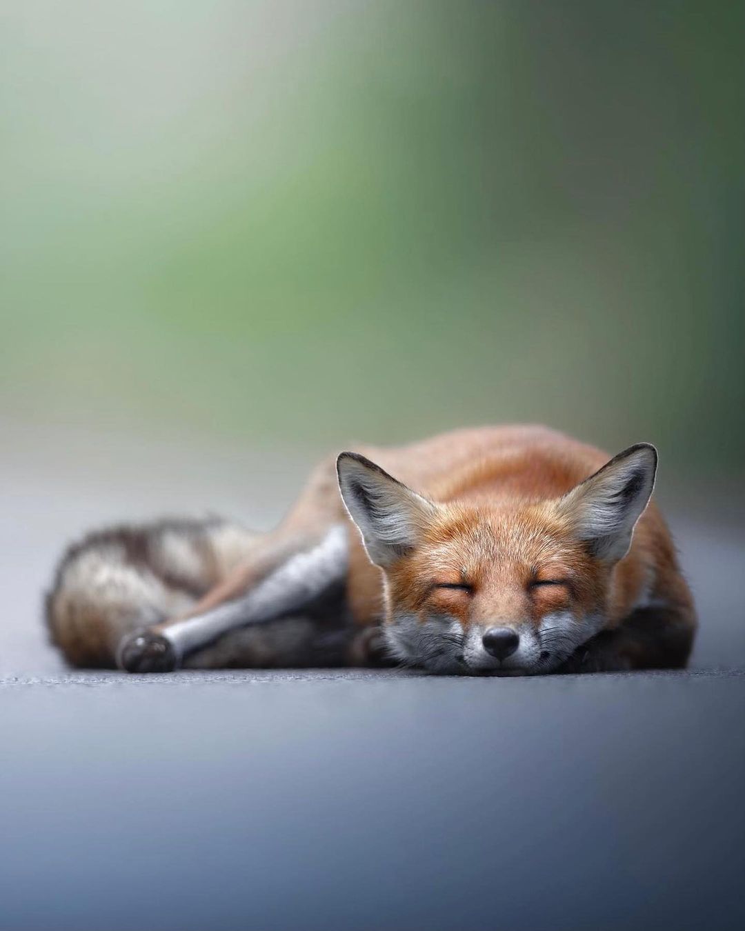 Canon Photography: Fox’s captured in the polish spring Photography by ...