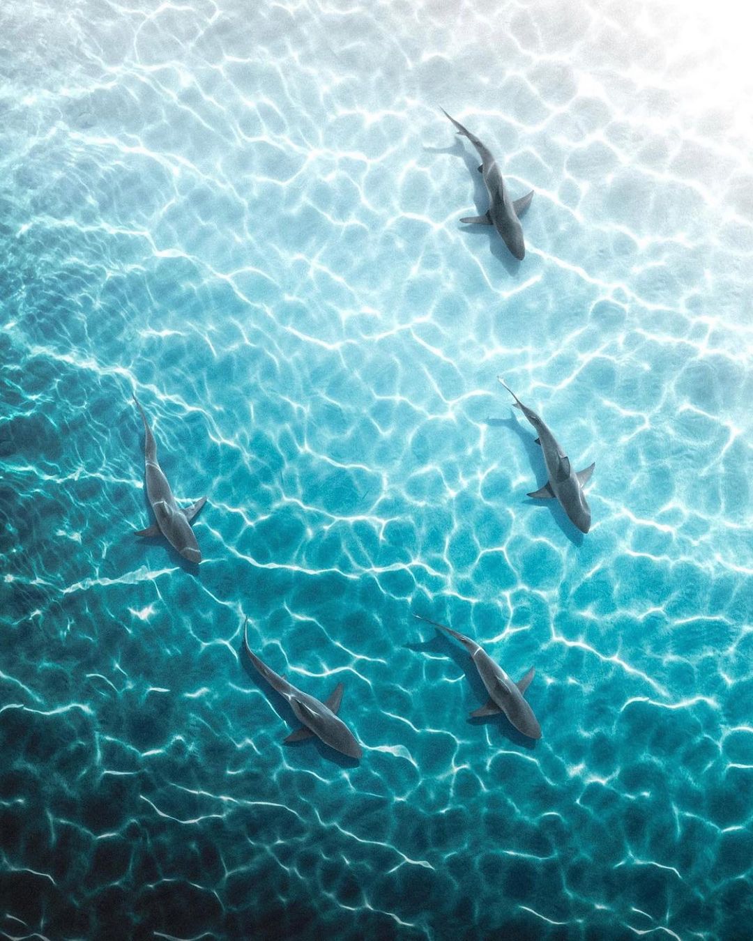 Canon Photography: Have you seen a shark in the wild?! Photography by ...