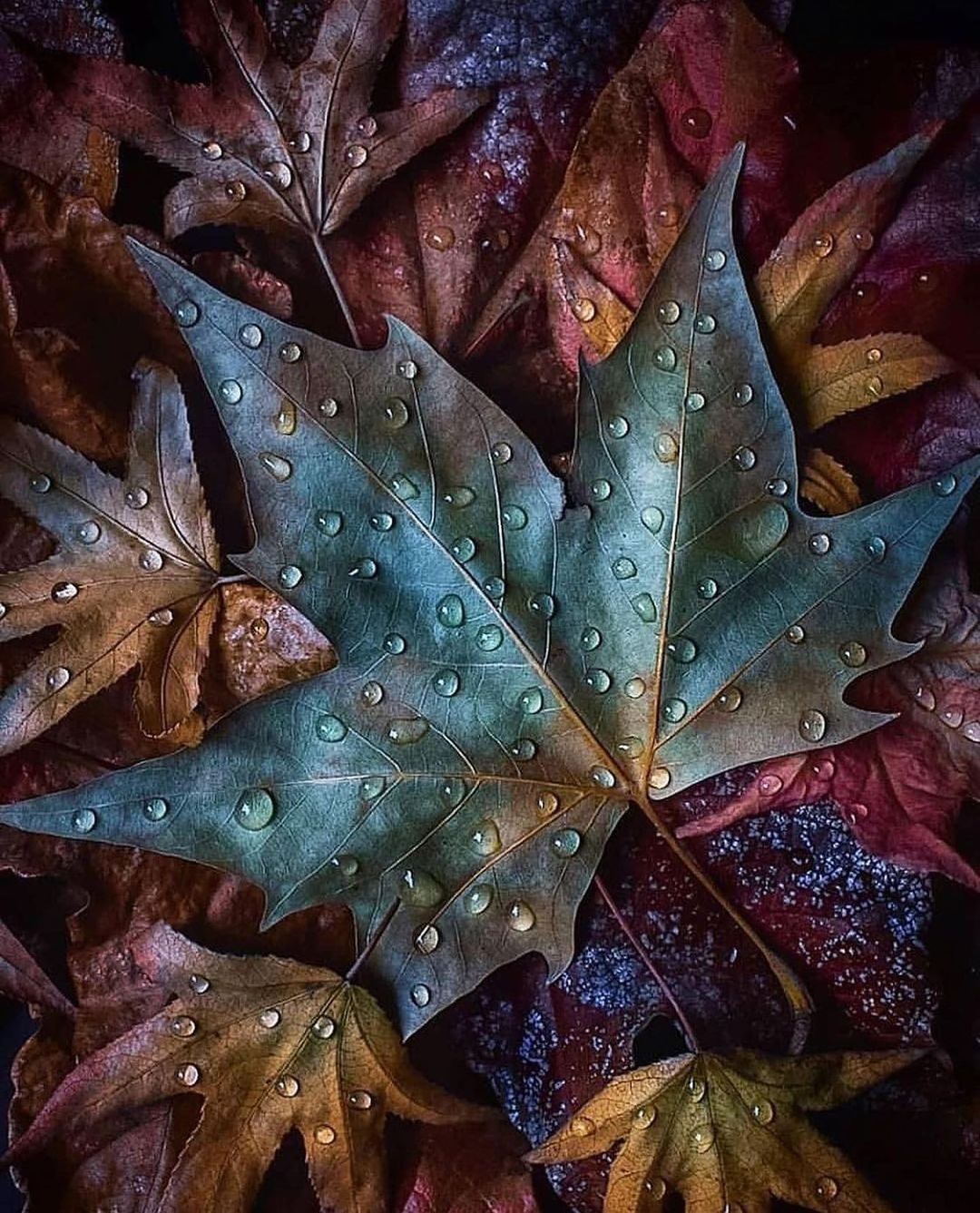 Canon Photography: Autumn details Photography // @daniel.haick Curated ...