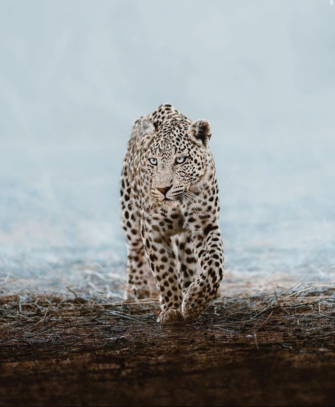 Canon Photography: Beautiful leopard portrait shot in Namibia ...