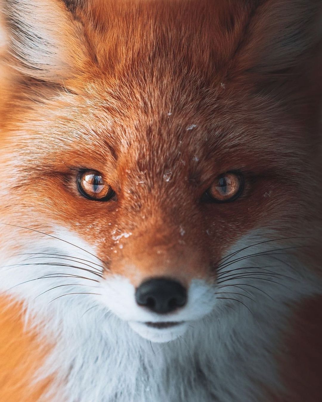 Canon Photography: Stunning head shot of a fox in Alaska. Make sure ...