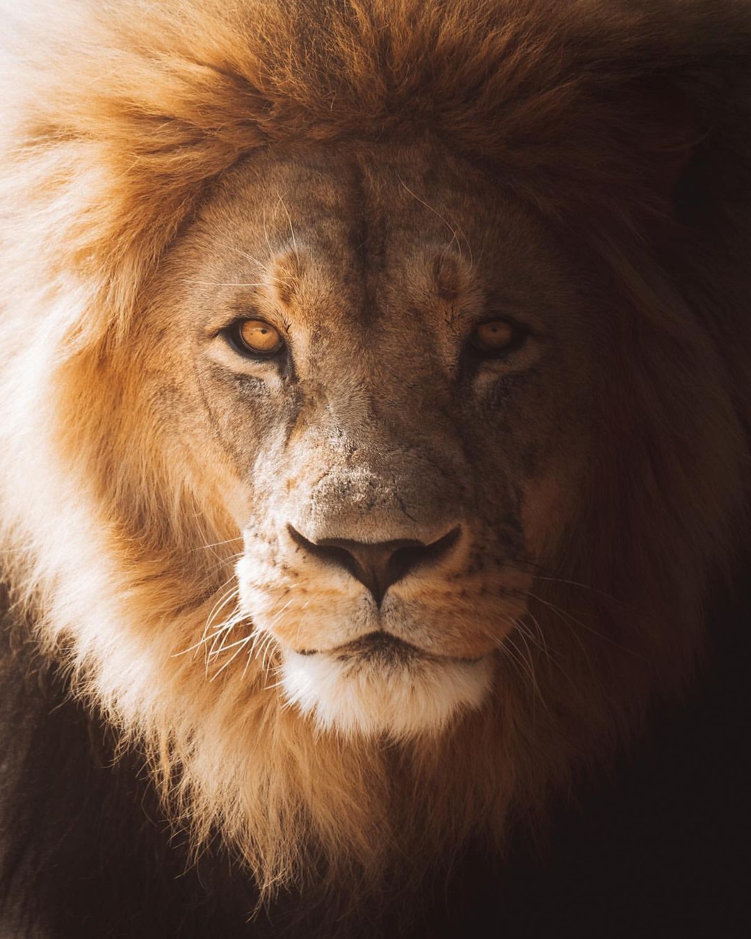 Canon Photography: Now that’s one intense stare Brilliant shot ...