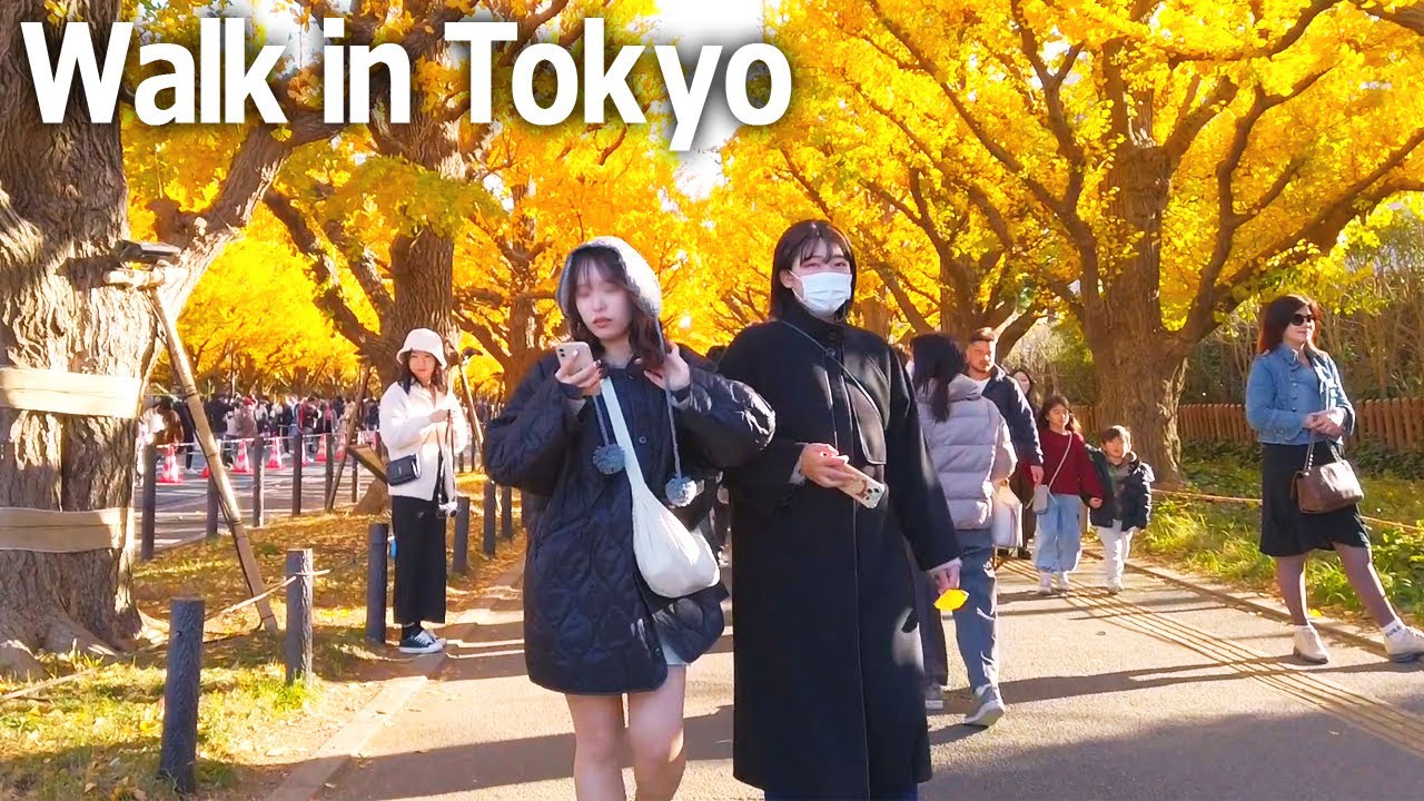 Tokyo walking tour - Famous ginkgo trees in Minato Ward♪ (Dec. 2023 ...